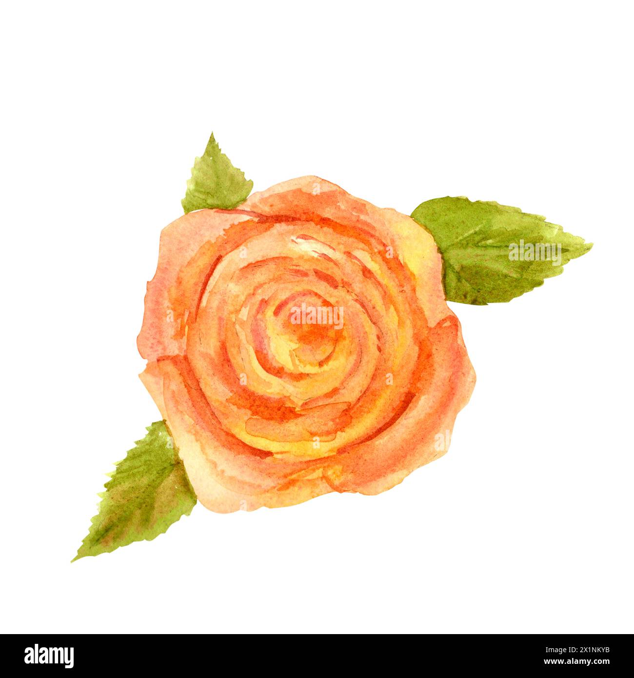 A rose flower in delicate colors in vintage style watercolor object ...