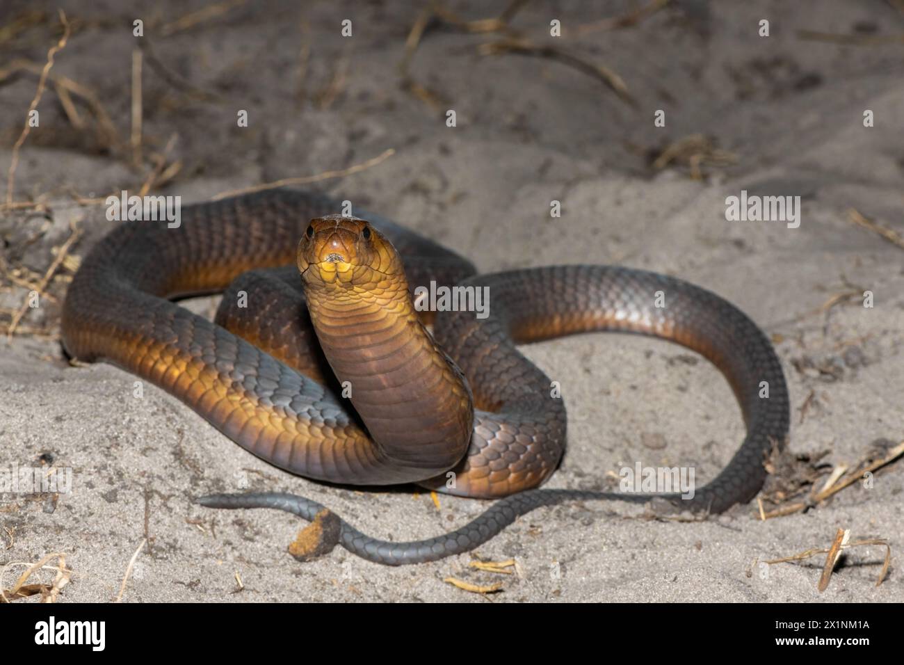 A highly venomous Anchieta’s Cobra (Naja anchietae) displaying its ...