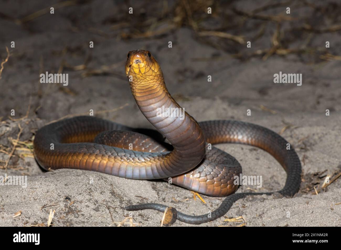 African snake hi-res stock photography and images - Alamy