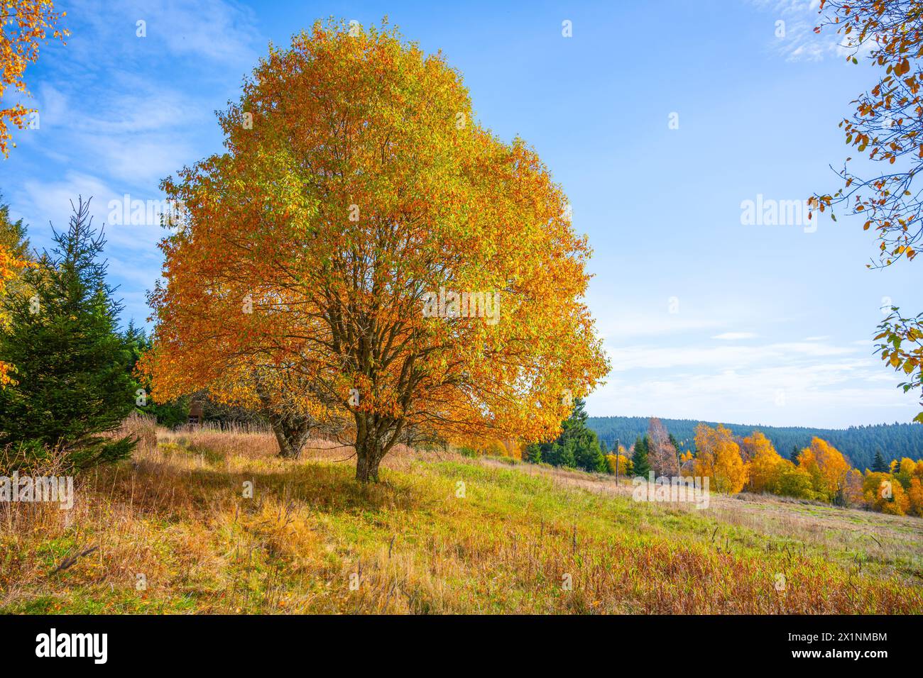 A lone tree with golden leaves stands out in a sunlit meadow ...