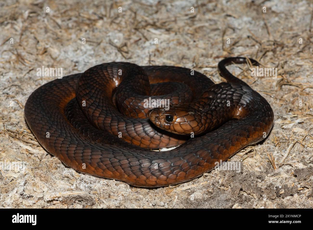 A highly venomous Anchieta’s Cobra (Naja anchietae) active in the wild ...