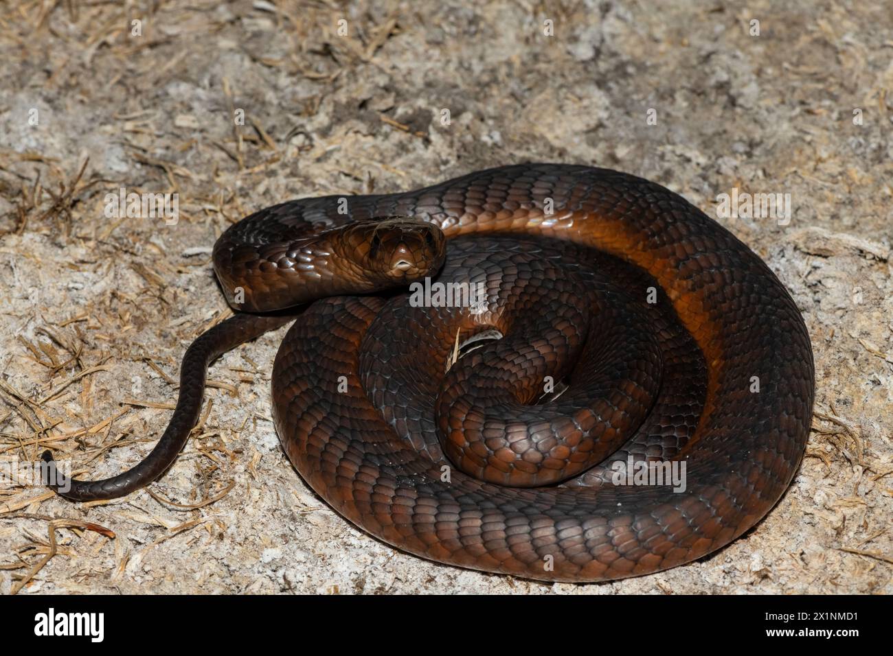 A highly venomous Anchieta’s Cobra (Naja anchietae) active in the wild ...