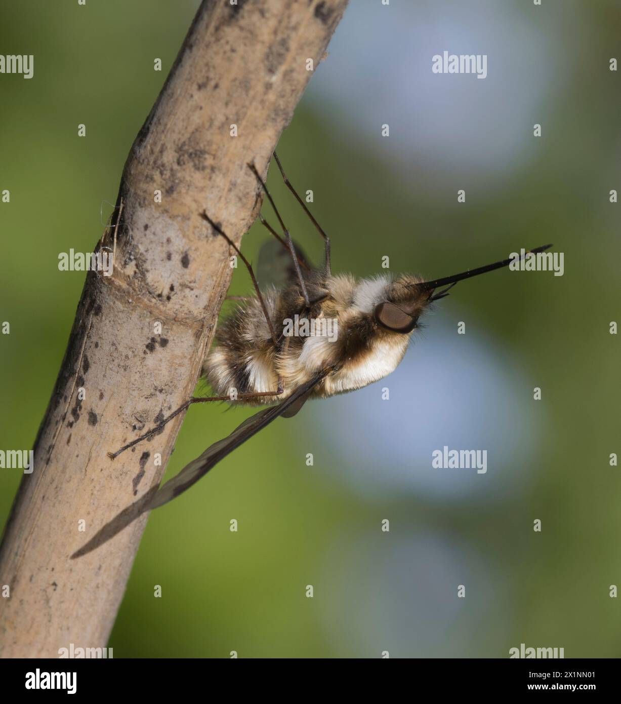 White Bee Fly Stock Photo - Alamy