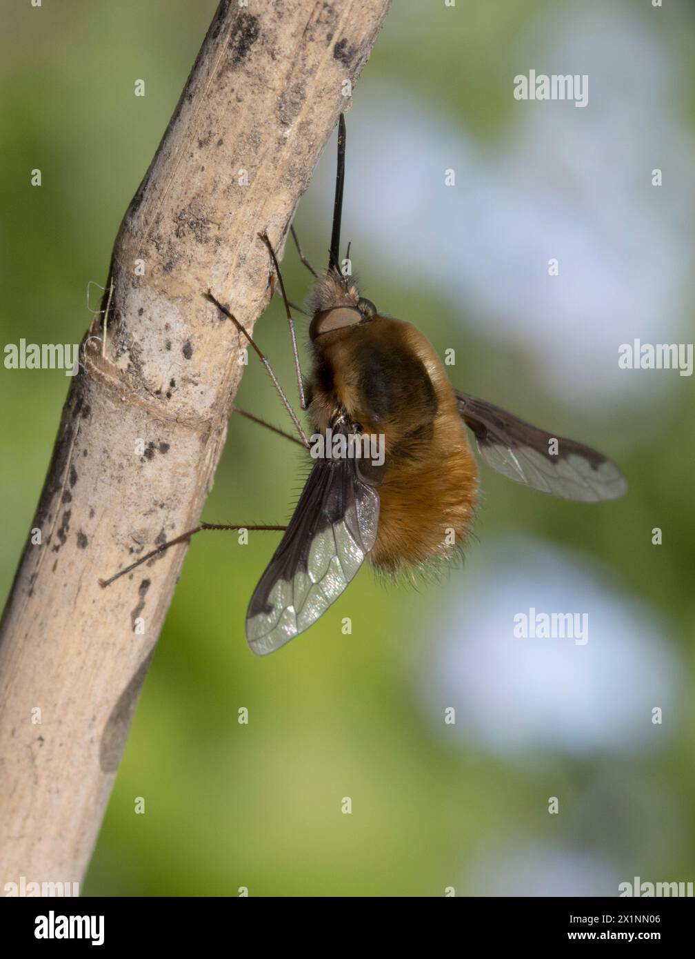 Bee Fly Bombylius major Stock Photo - Alamy