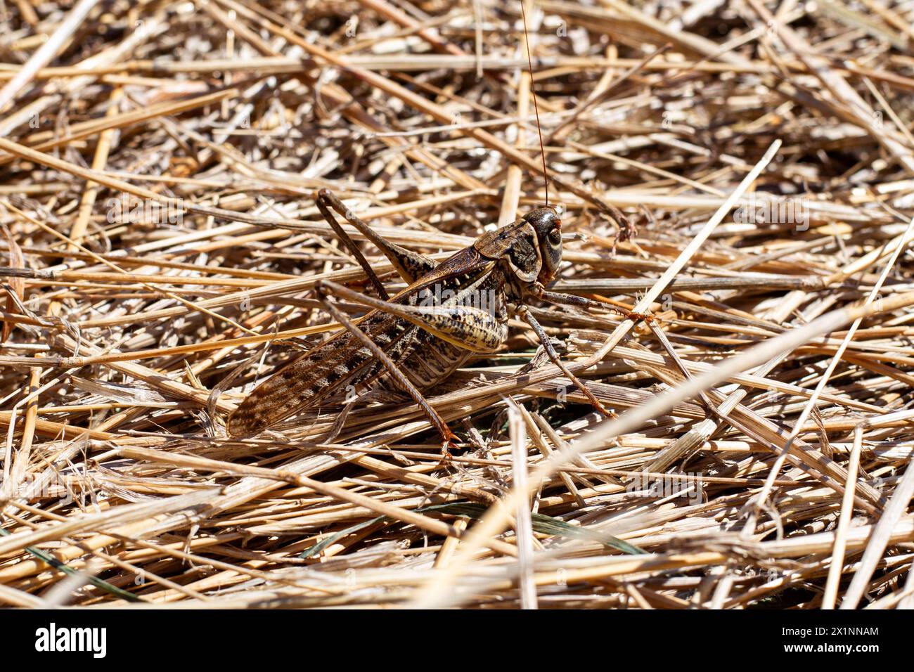 Large locusts on the straw. Pests of crops and agriculture Stock Photo ...