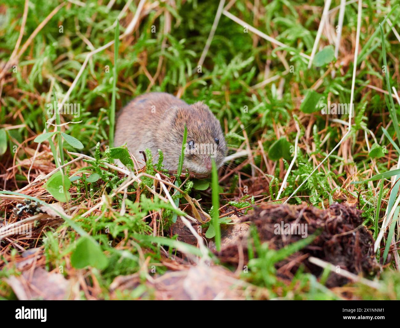 Bank Vole (Myodes glareolus) in the forest, Scottish Highlands, United ...