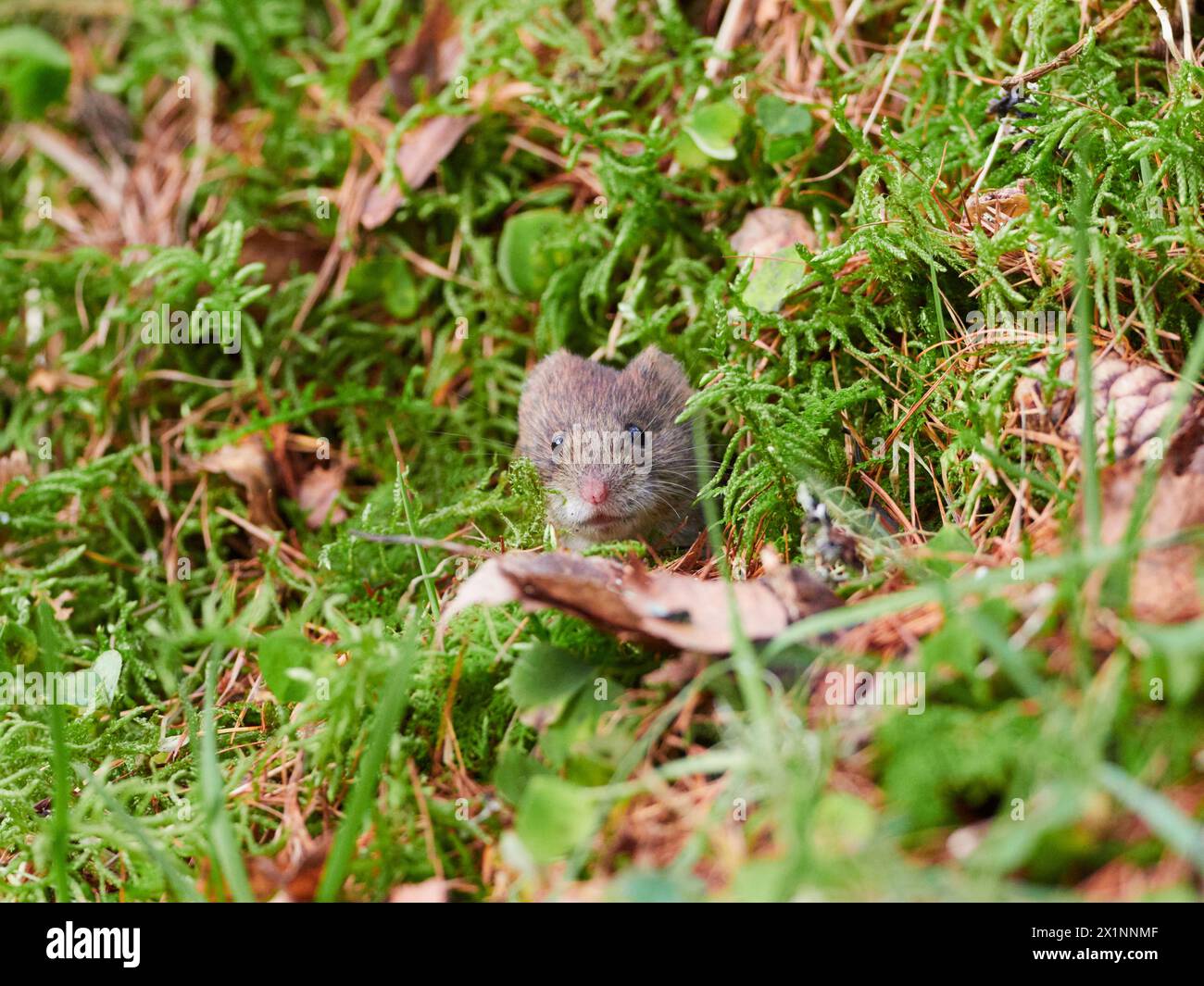 Bank Vole (Myodes glareolus) in the forest, Scottish Highlands, United ...