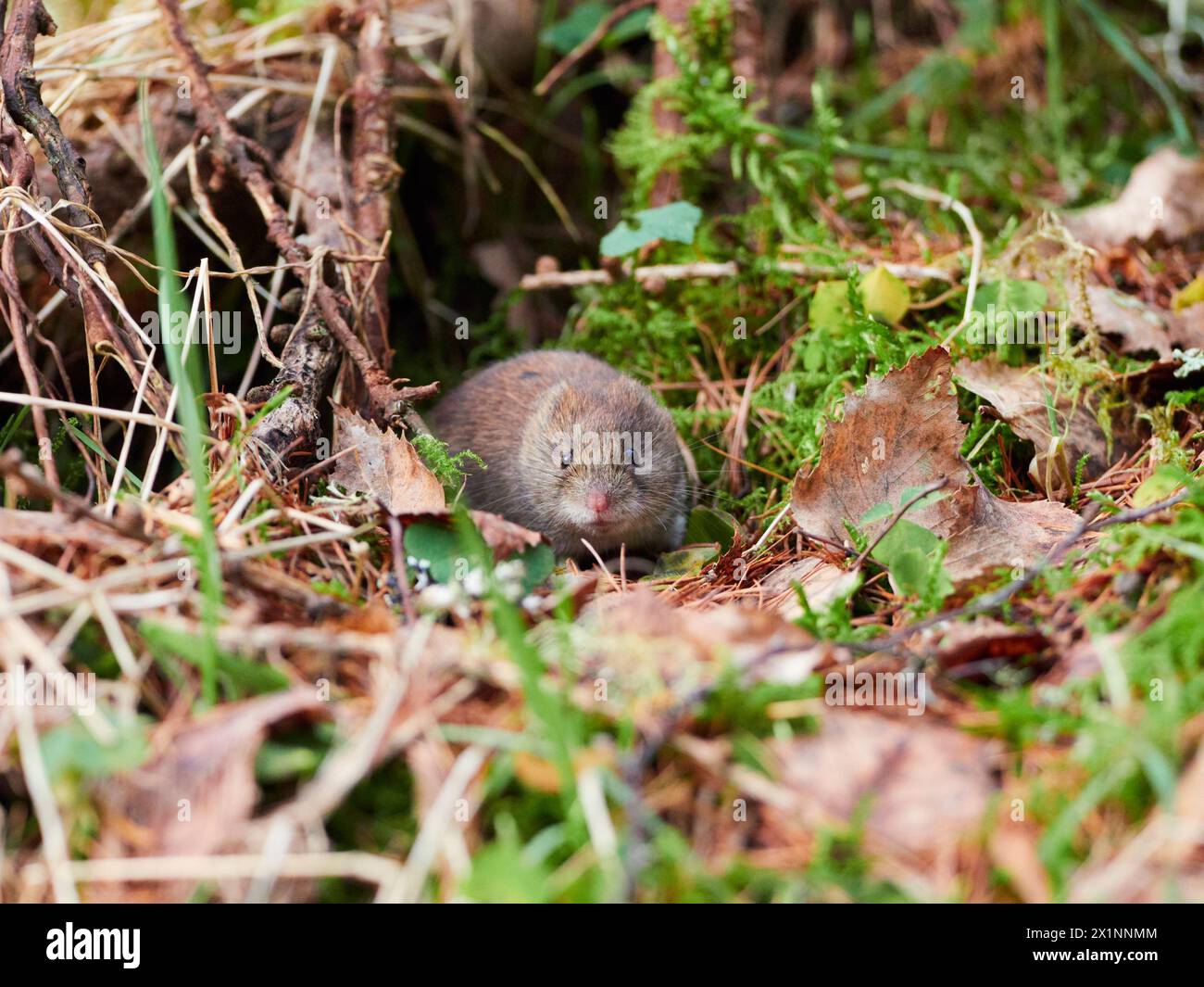 Bank Vole (Myodes glareolus) in the forest, Scottish Highlands, United ...