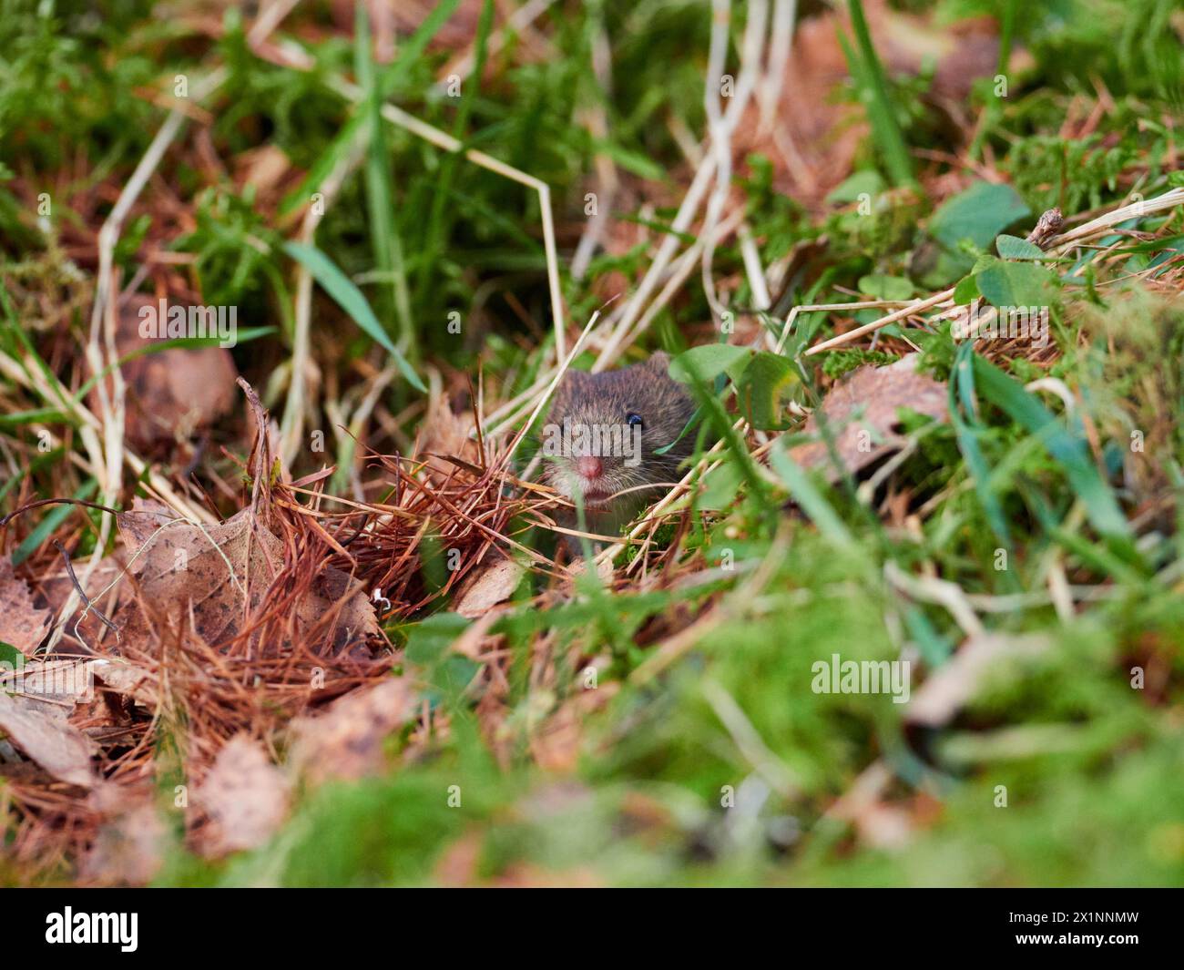 Bank Vole (Myodes glareolus) in the forest, Scottish Highlands, United ...