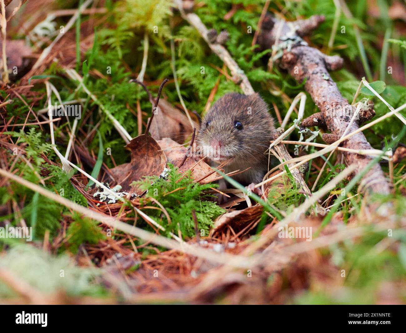Bank Vole (Myodes glareolus) in the forest, Scottish Highlands, United ...