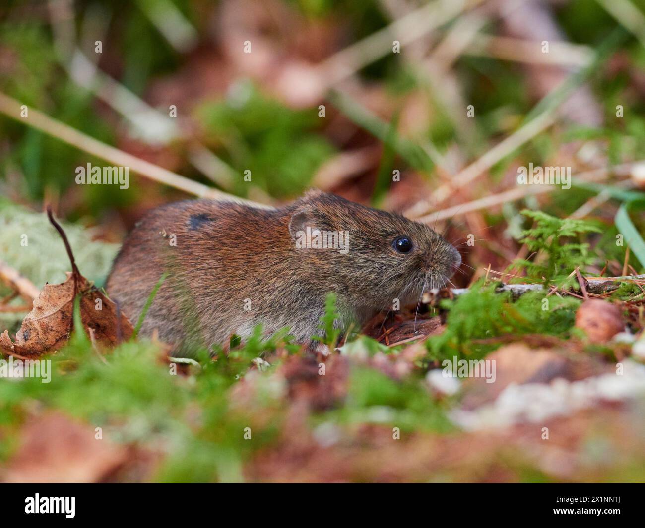 Bank Vole (Myodes glareolus) in the forest, Scottish Highlands, United ...
