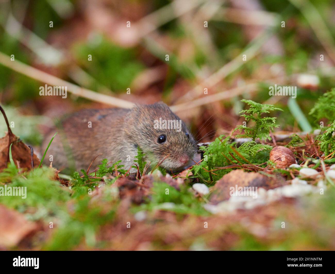 Bank Vole (Myodes glareolus) in the forest, Scottish Highlands, United ...