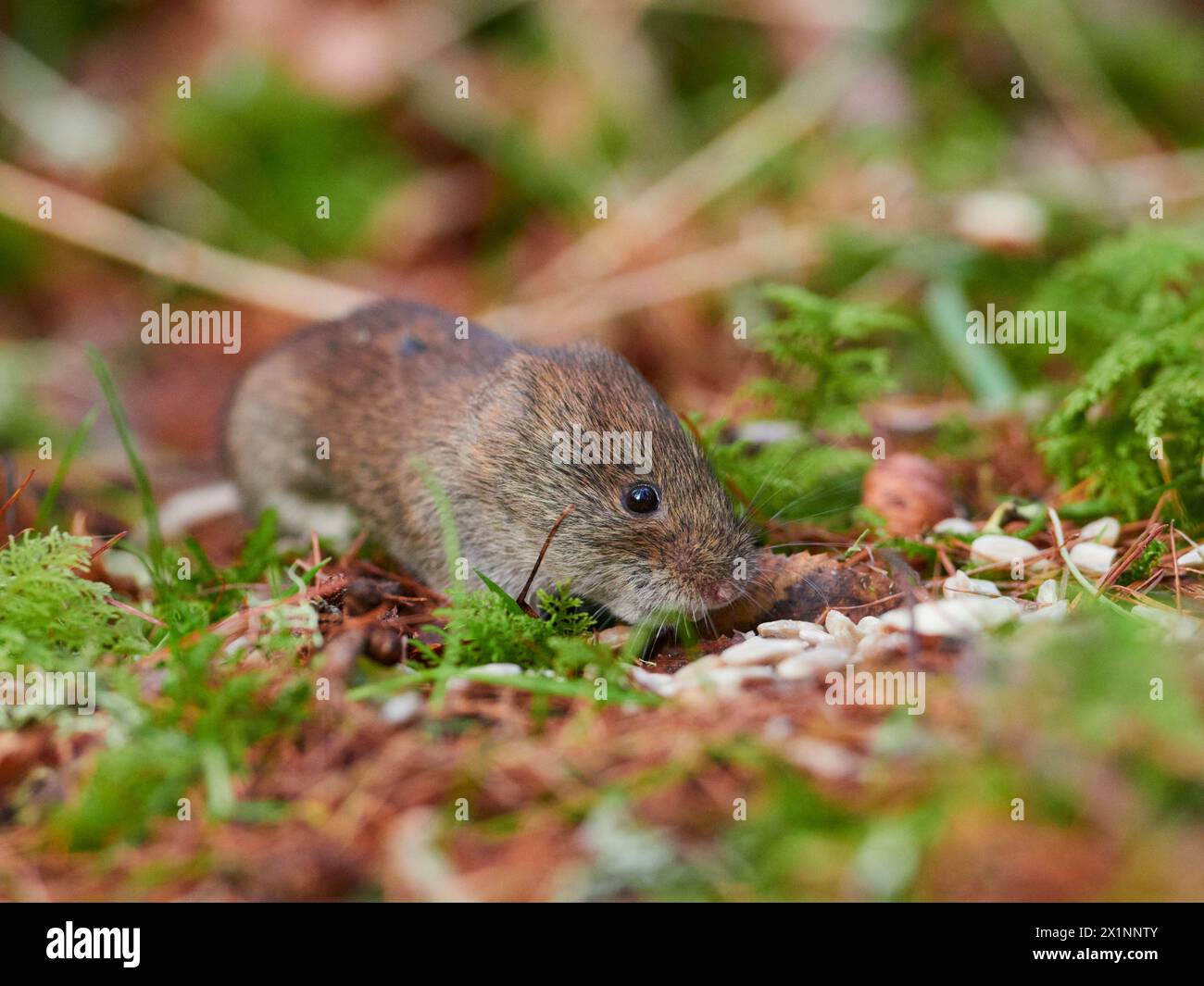 Bank Vole (Myodes glareolus) in the forest, Scottish Highlands, United ...