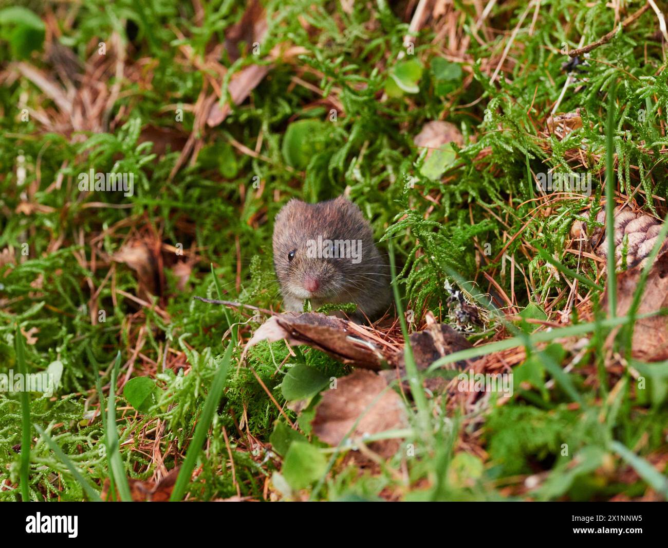 Bank Vole (Myodes glareolus) in the forest, Scottish Highlands, United ...