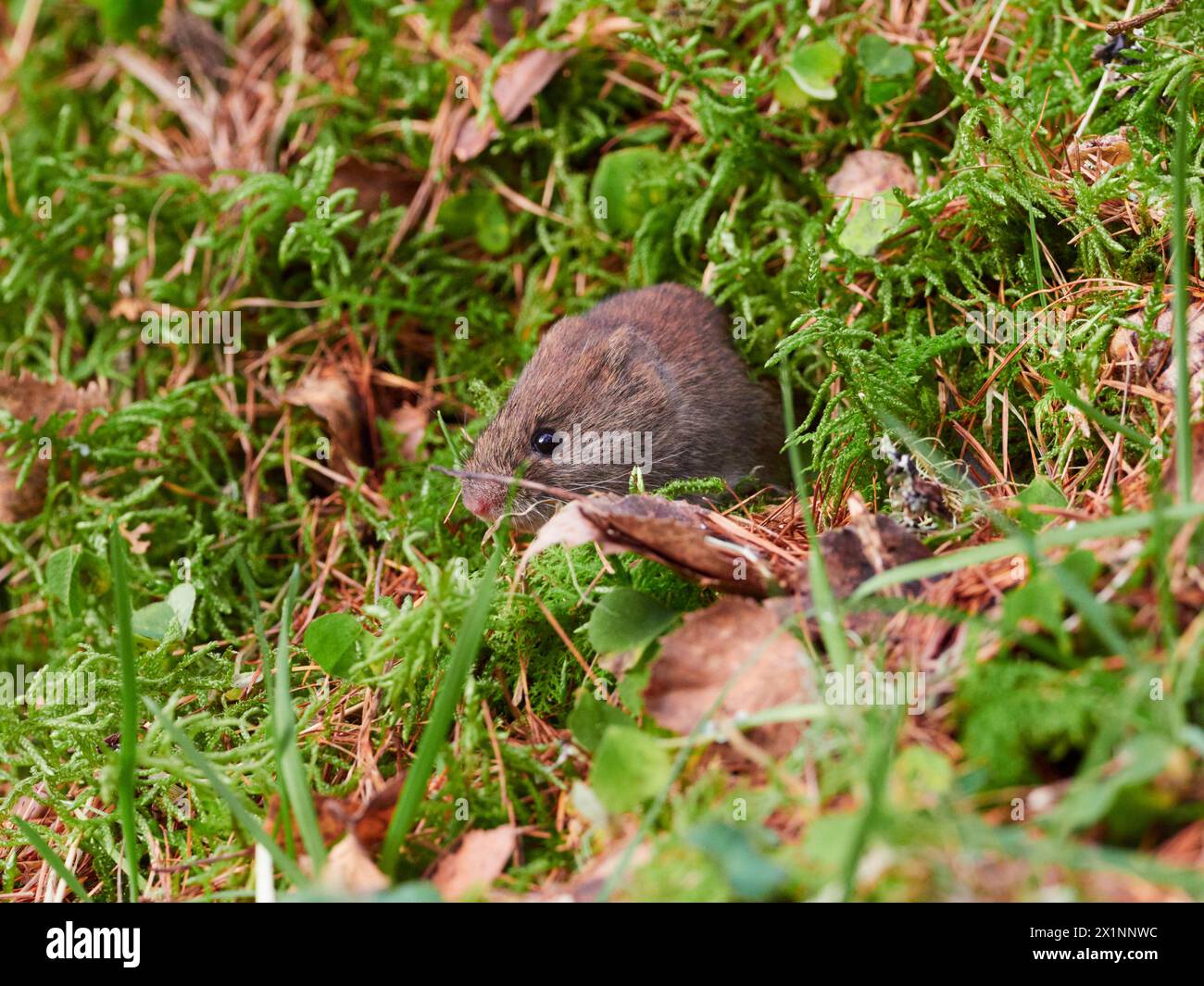 Bank Vole (Myodes glareolus) in the forest, Scottish Highlands, United ...