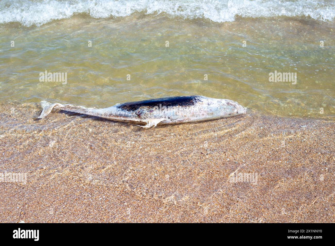 A dead dolphin washed up on the sea sandy shore. Ecology and fauna of ...