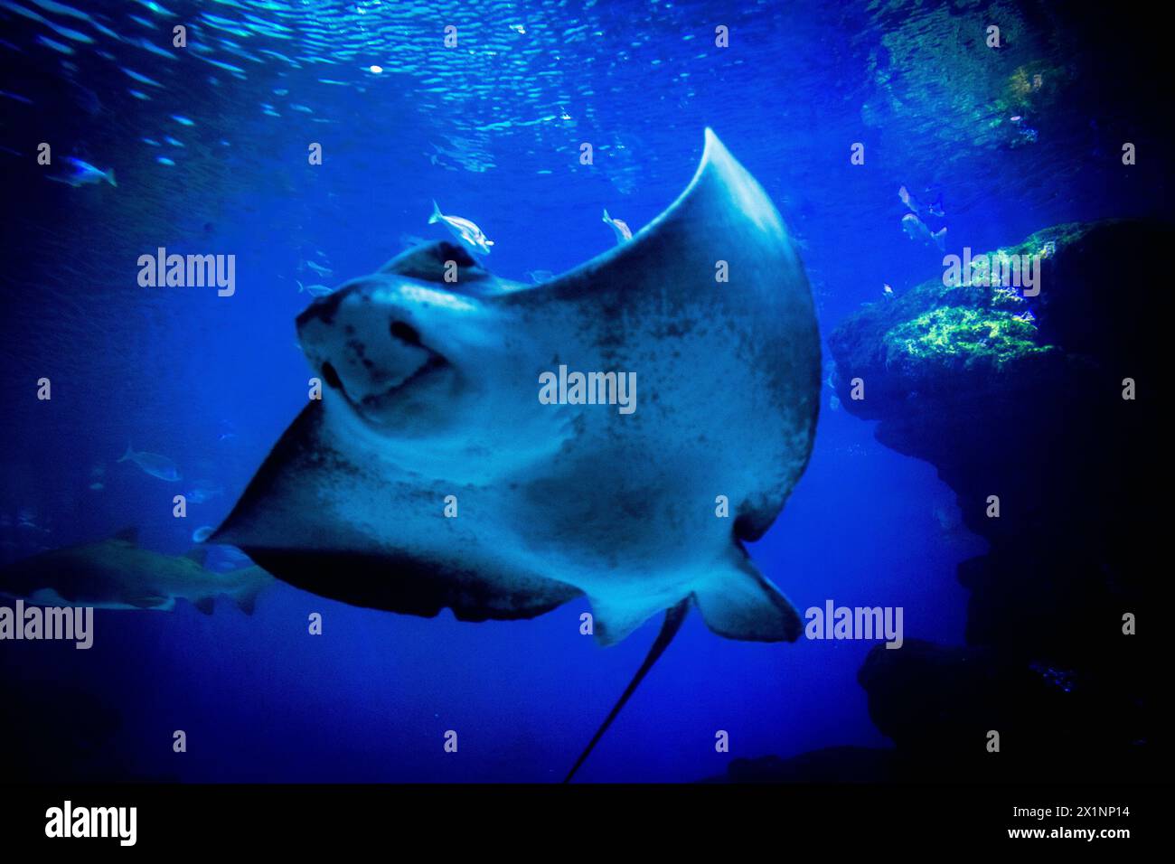 A majestic eagle ray glides through an expansive aquatic tank ...