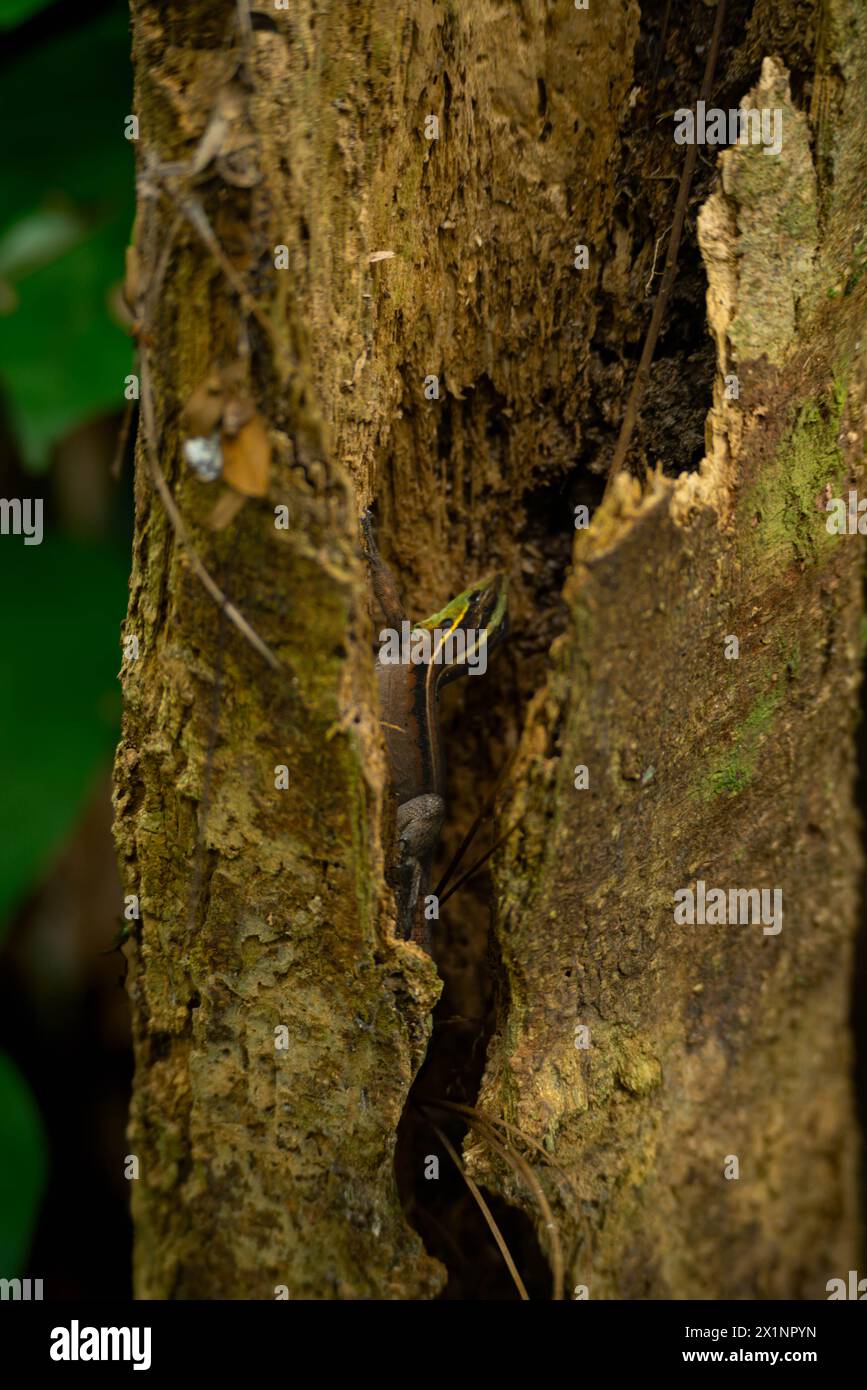 lizard hidden in a log in the rainforest Stock Photo - Alamy