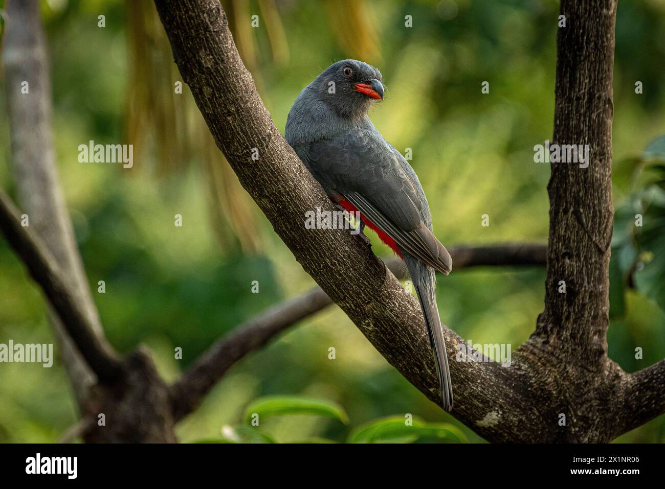 Slaty tailed trogon perched hi-res stock photography and images - Alamy