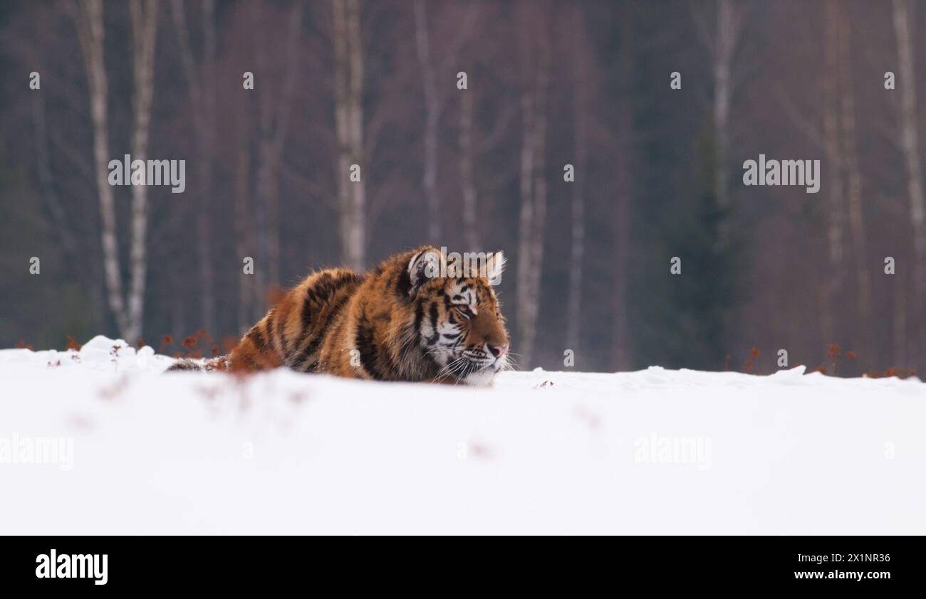 Siberian tiger, Panthera tigris altaica in a taiga filled with snow, Animal relax on snow Stock ...