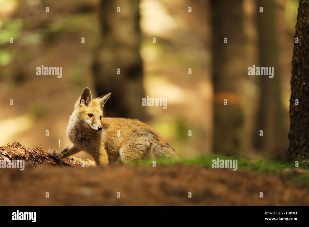 Fox canis vulpes hi-res stock photography and images - Alamy