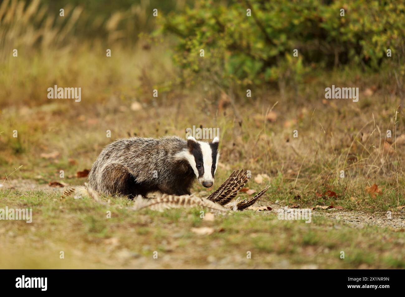 European badger, Meles meles, eat something on summer meadow. Cute wild ...