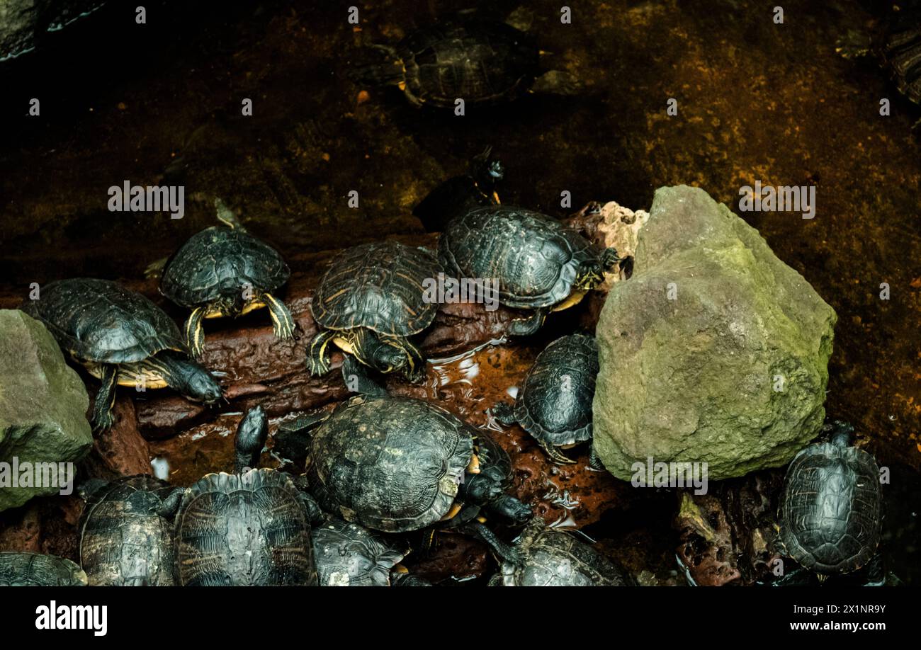 Streamlined shells hi-res stock photography and images - Alamy