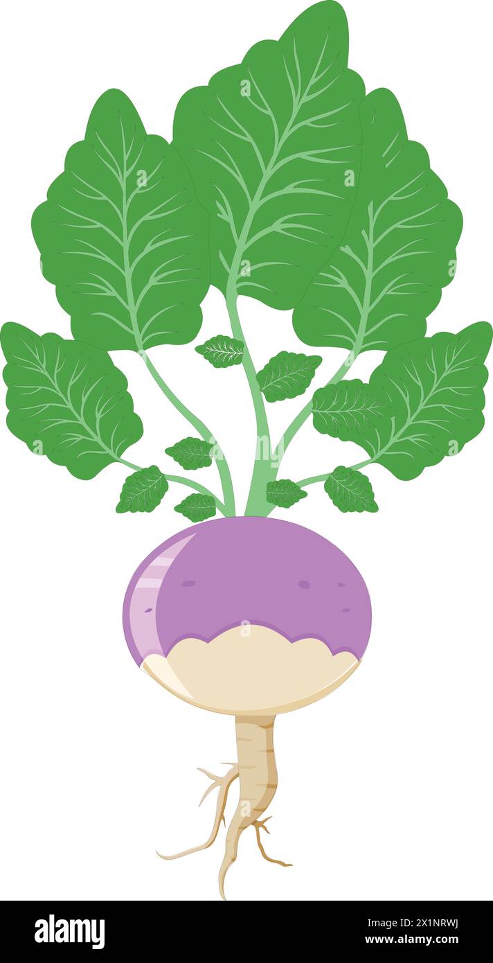 Illustration fresh salad radish Cut Out Stock Images & Pictures - Alamy