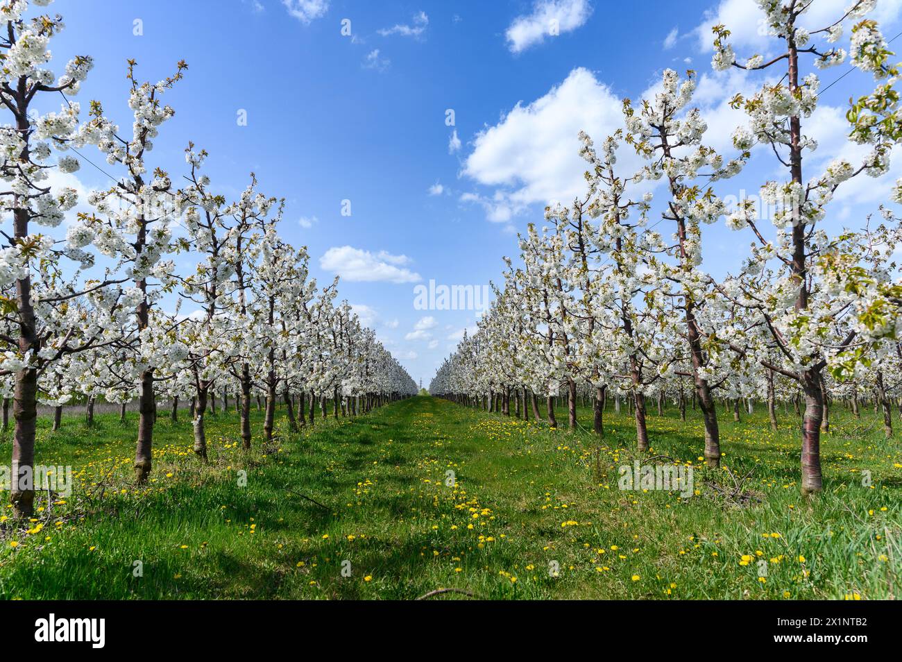 Rows of blooming cherry trees. Sweet cherries are in full bloom ...