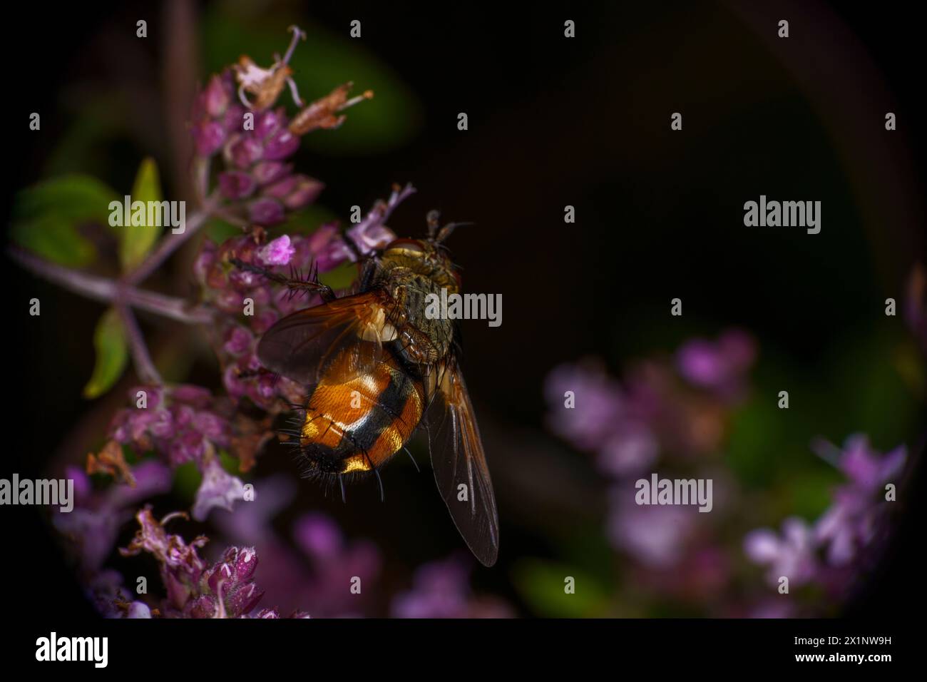 Genus tachina hi-res stock photography and images - Alamy