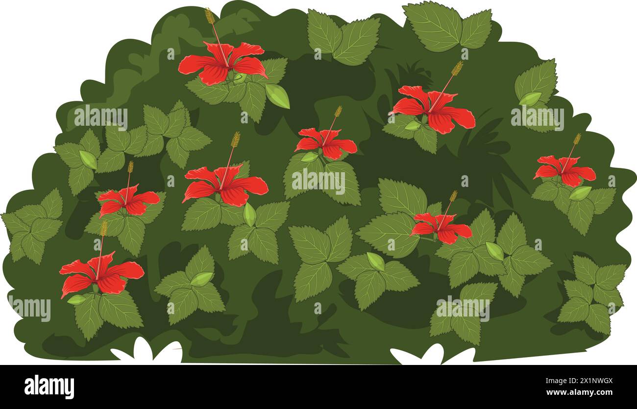 Beautiful hibiscus plant vector illustration Stock Vector Image & Art ...