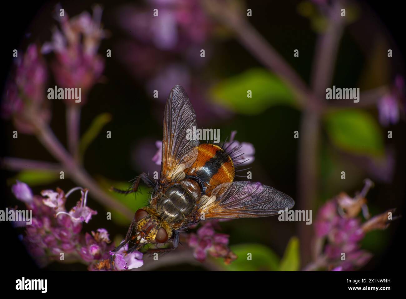 Tachina magnicornis Family Tachinidae Genus Tachina fly wild nature ...