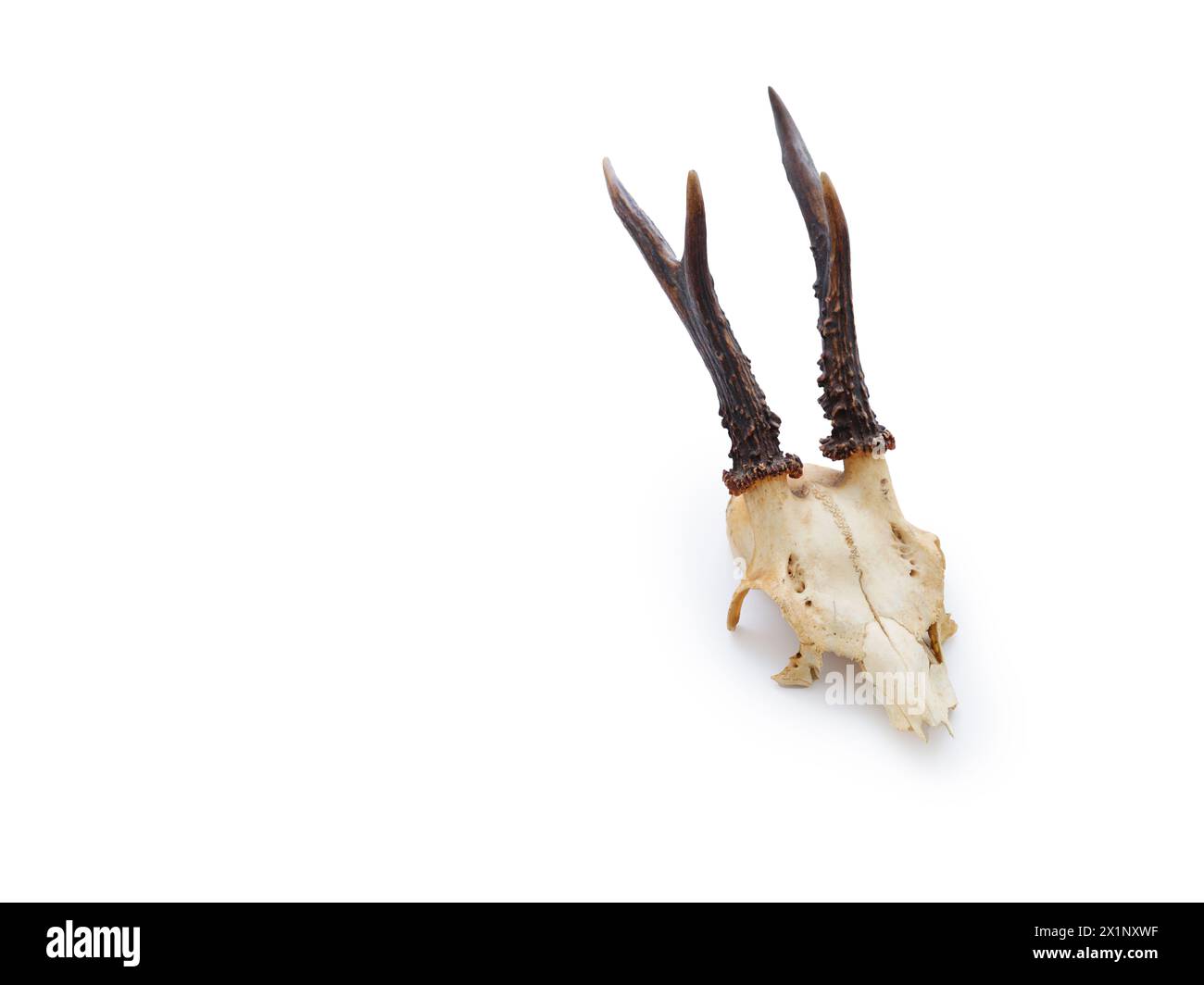 Deer skull top view isolated on white background with copy space Stock ...