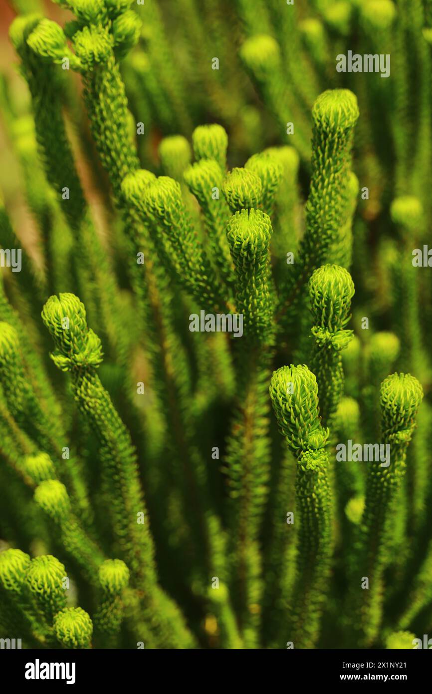 Tentacles hi-res stock photography and images - Alamy