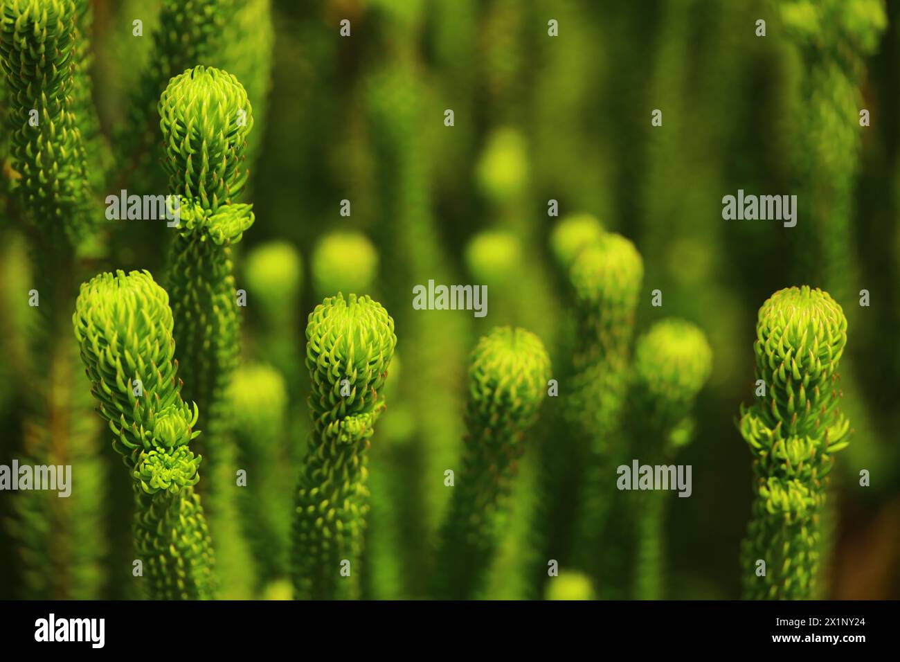 Close-up photo of Pine tree alien tentacles Stock Photo - Alamy