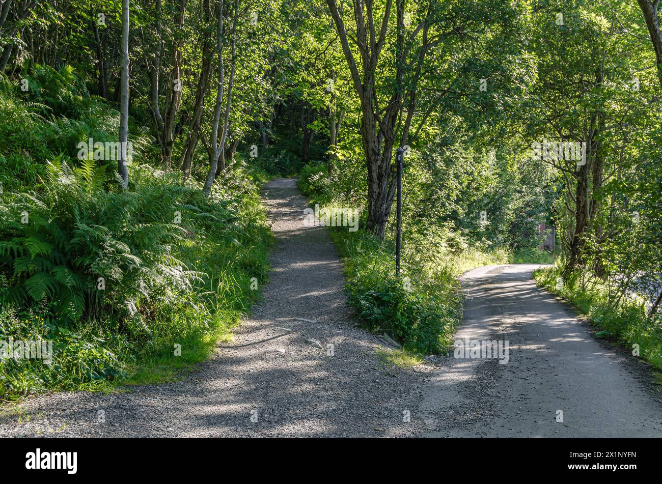 Intersection of two trails in the forest Stock Photo - Alamy
