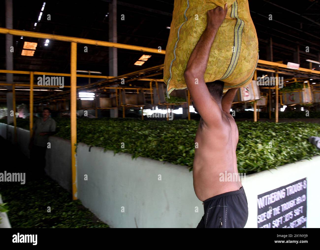 Wayanad, Kerala, USA. 20th Mar, 2024. Tea leaves are carried from ...
