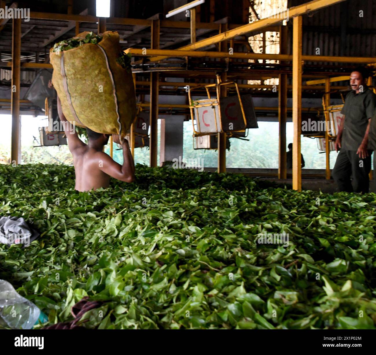 Wayanad, Kerala, USA. 20th Mar, 2024. Tea leaves are carried from ...
