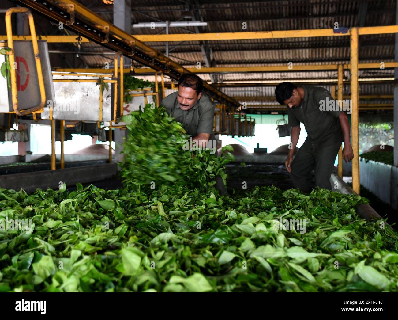 Wayanad, Kerala, USA. 20th Mar, 2024. Tea leaves are carried from ...