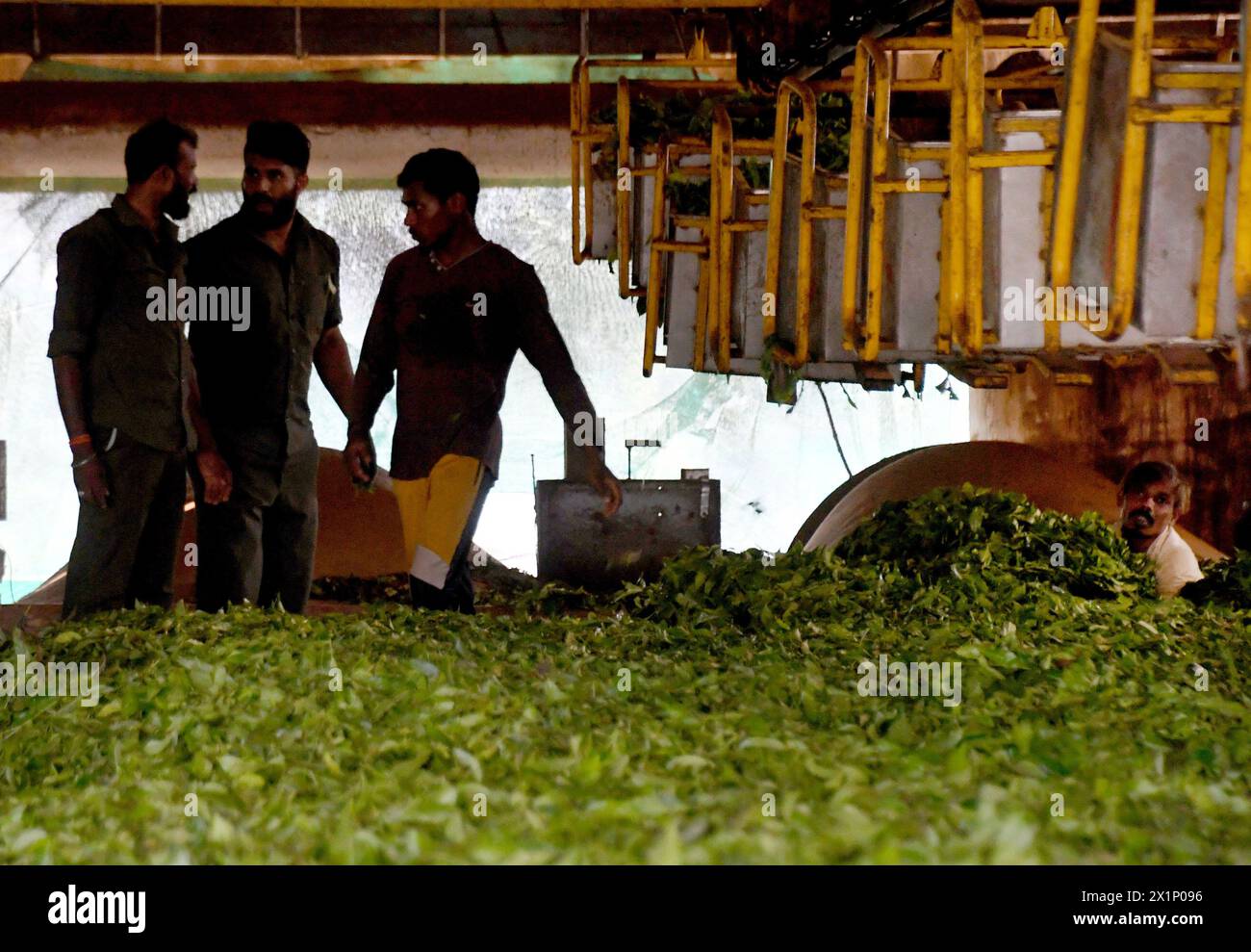 Wayanad, Kerala, USA. 20th Mar, 2024. Tea leaves are carried from ...