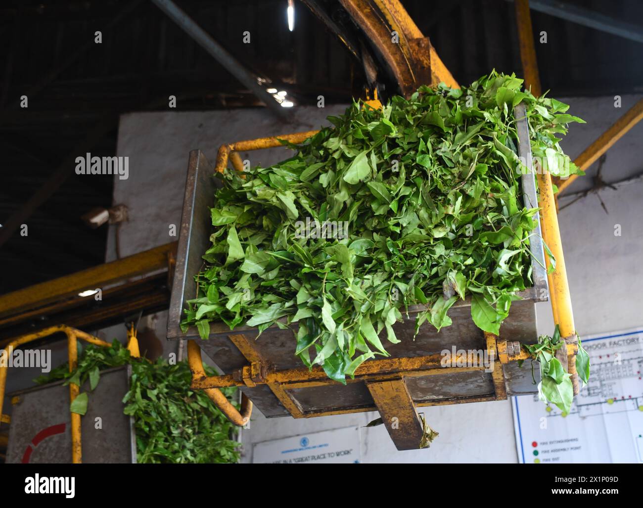Wayanad, Kerala, USA. 20th Mar, 2024. Tea leaves are carried from ...