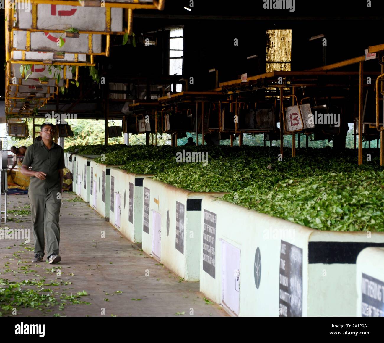 Wayanad, Kerala, USA. 20th Mar, 2024. Tea leaves are carried from ...