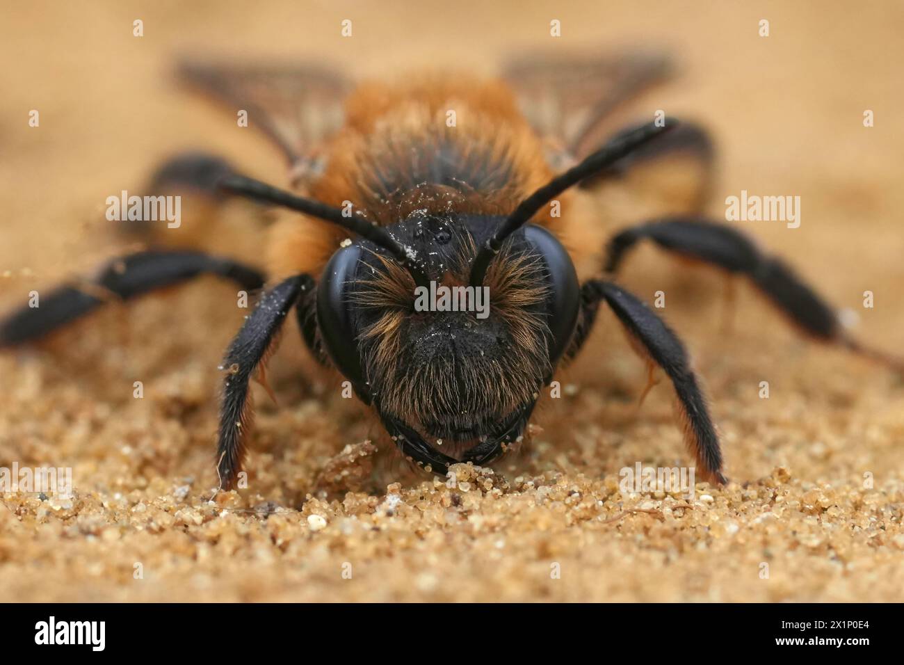 Detailed facial closeup on a female Chocolate mining bee, Andrena ...
