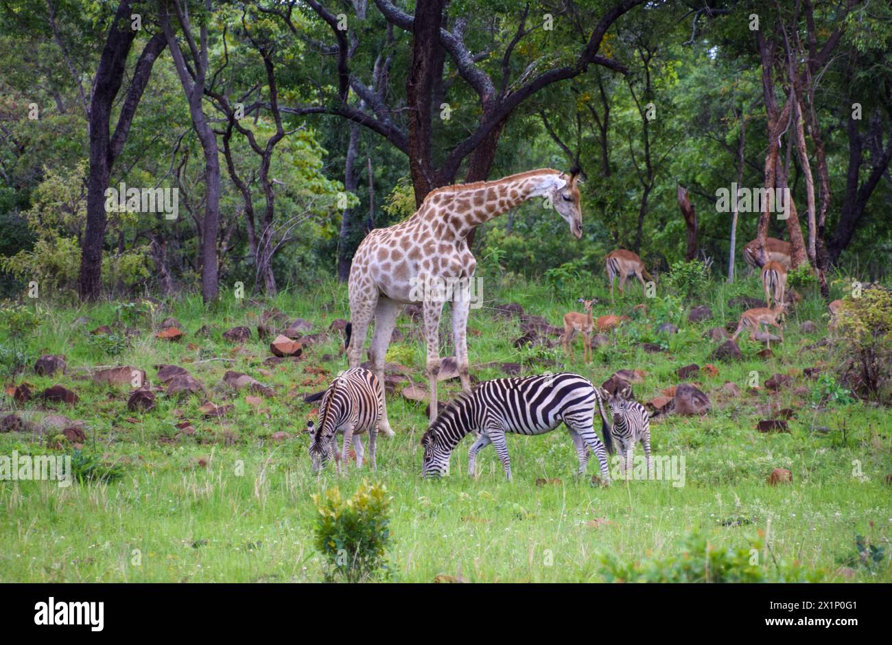 Giraffe, impala antelopes and zebras in a nature reserve in Zimbabwe ...