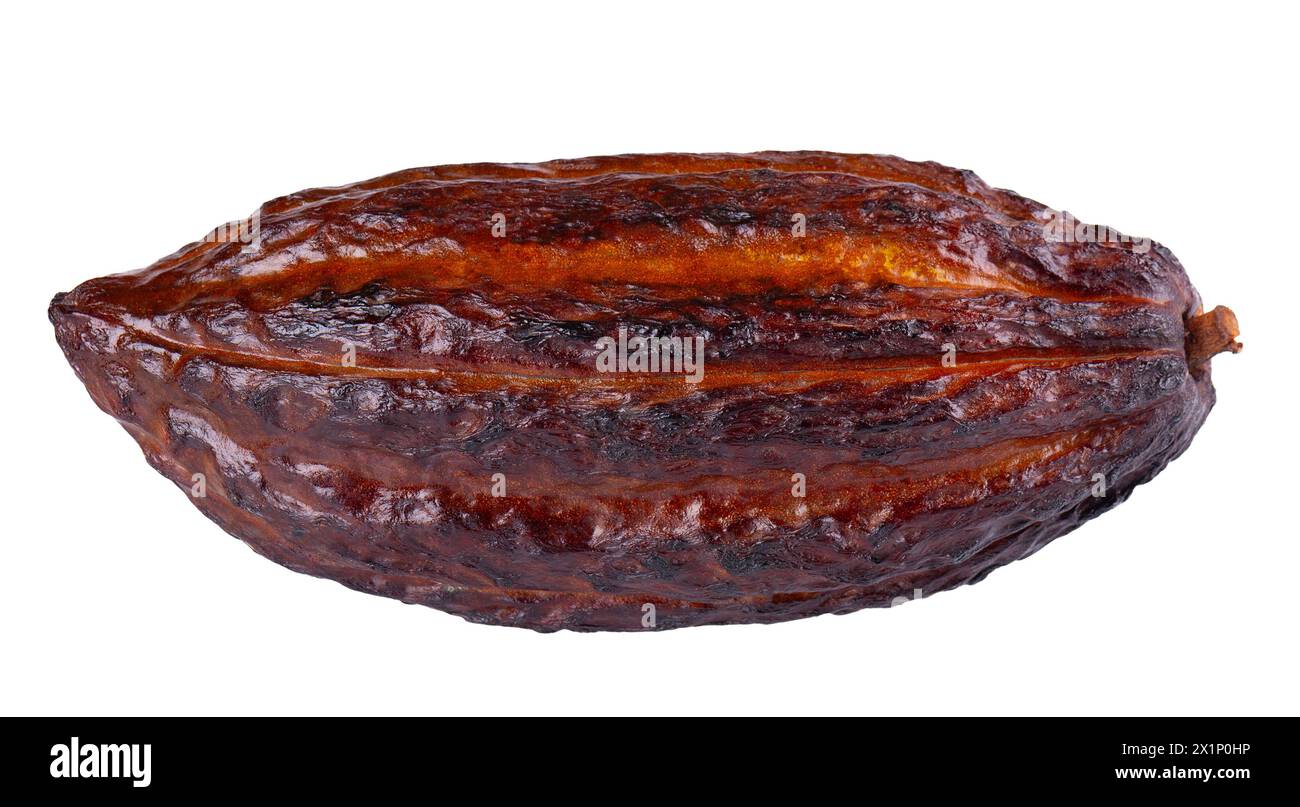 Fresh cacao fruits isolated on white background. Dark red cocoa pods ...