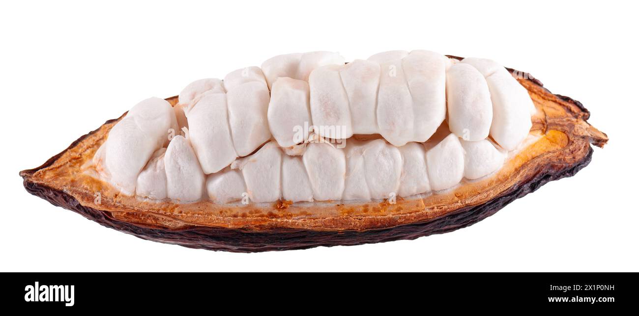 Fresh cacao fruits isolated on white background. Dark red cocoa pods ...