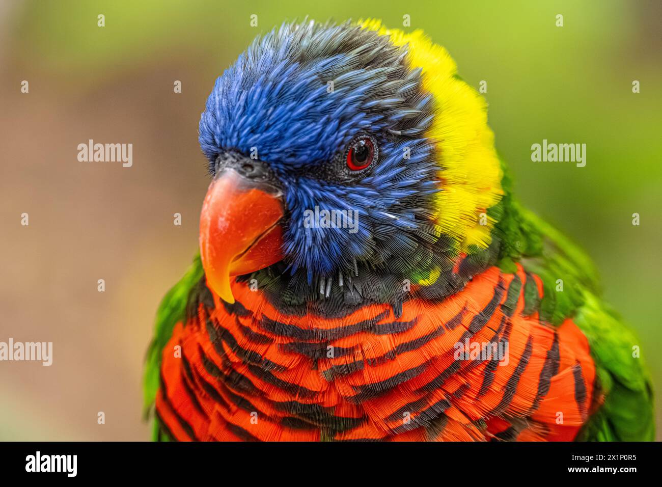 Coconut lorikeet (Trichoglossus haematodus) at the Birmingham Zoo in ...