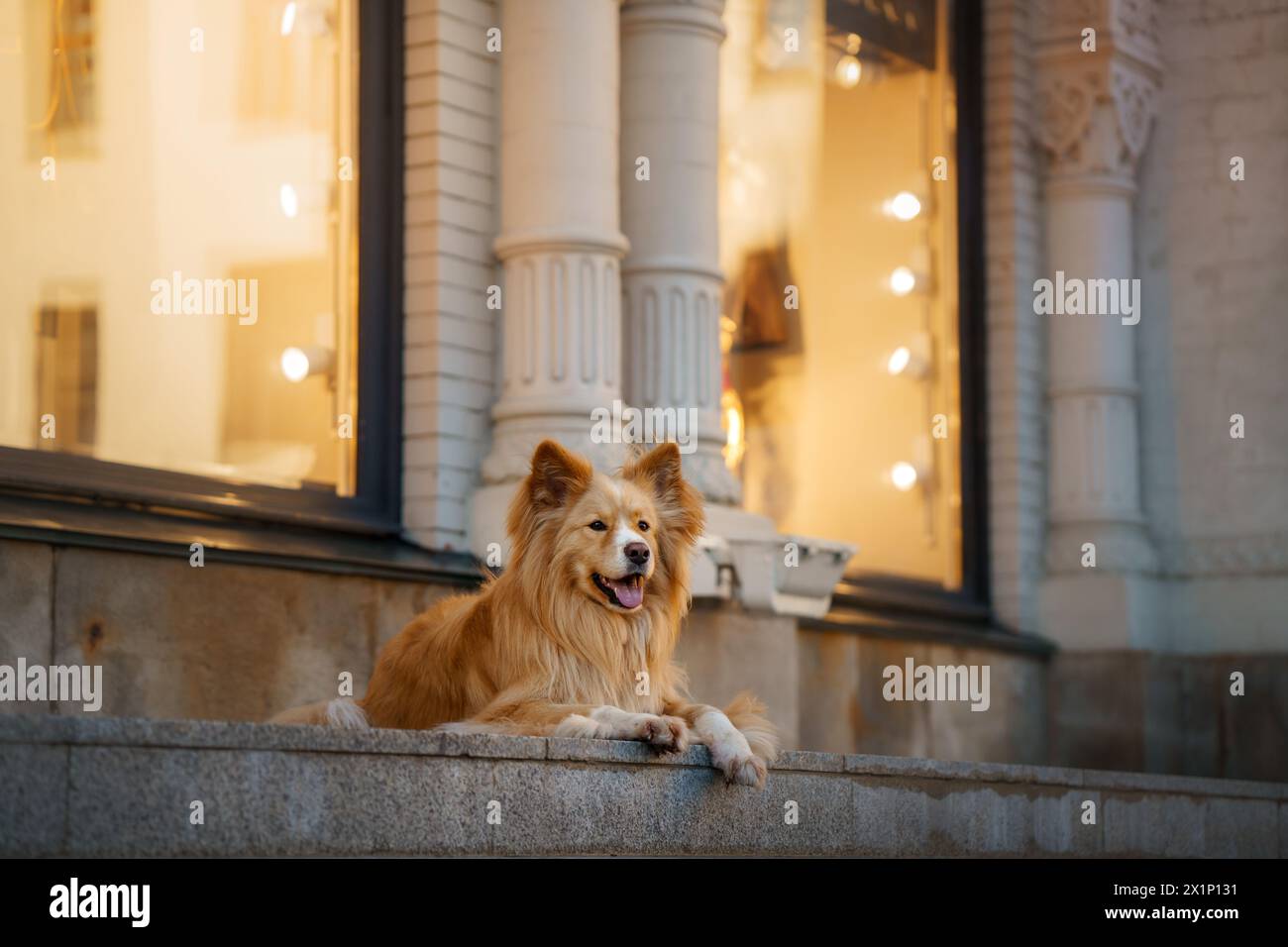 relaxed dog lies on the steps of an illuminated building, its contented ...