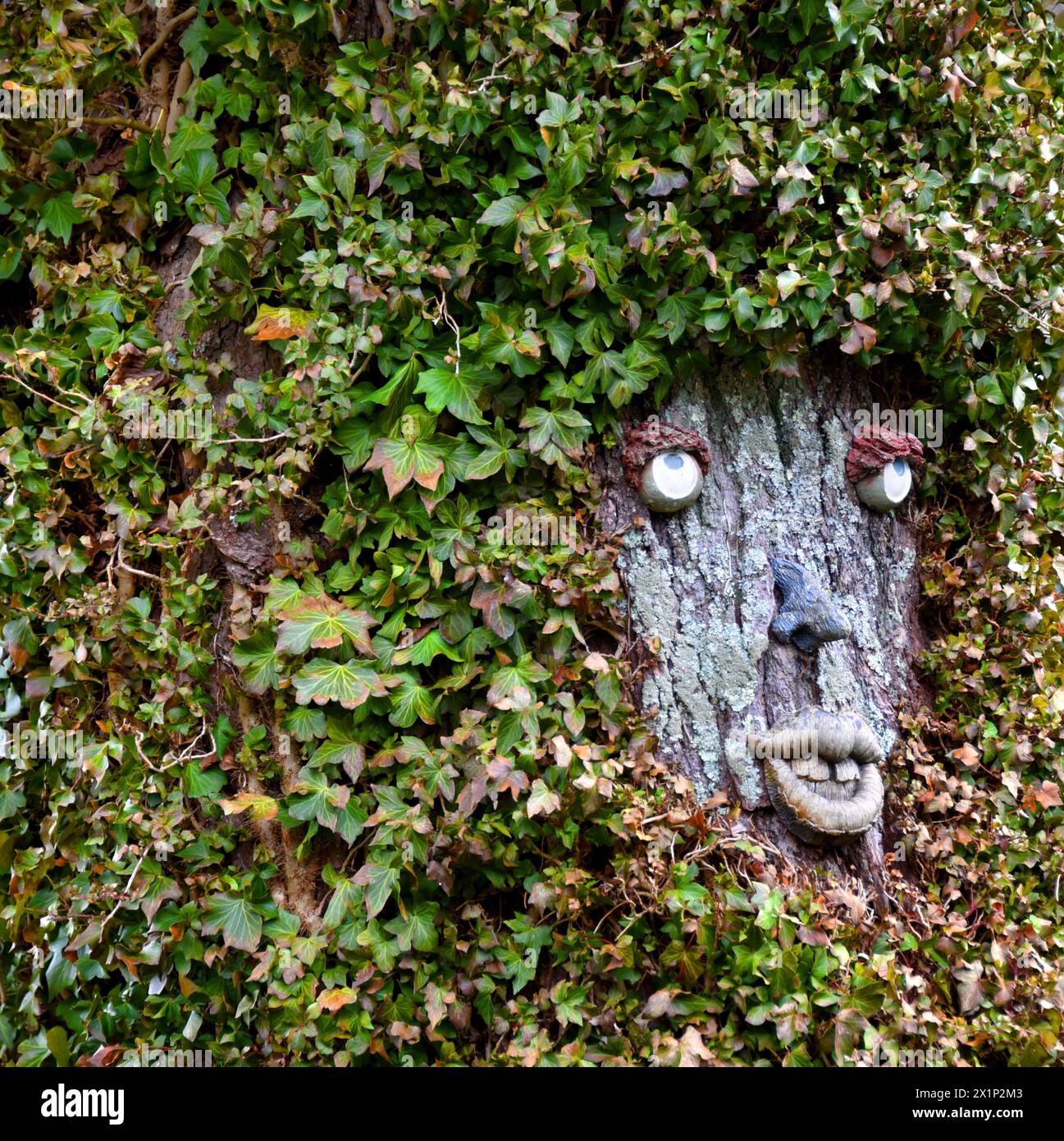 Comical face has been applied to the trunk of a tree covered in ivy ...