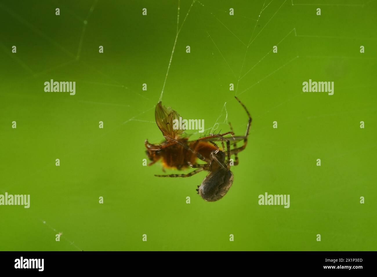 spider and pray close up Stock Photo - Alamy